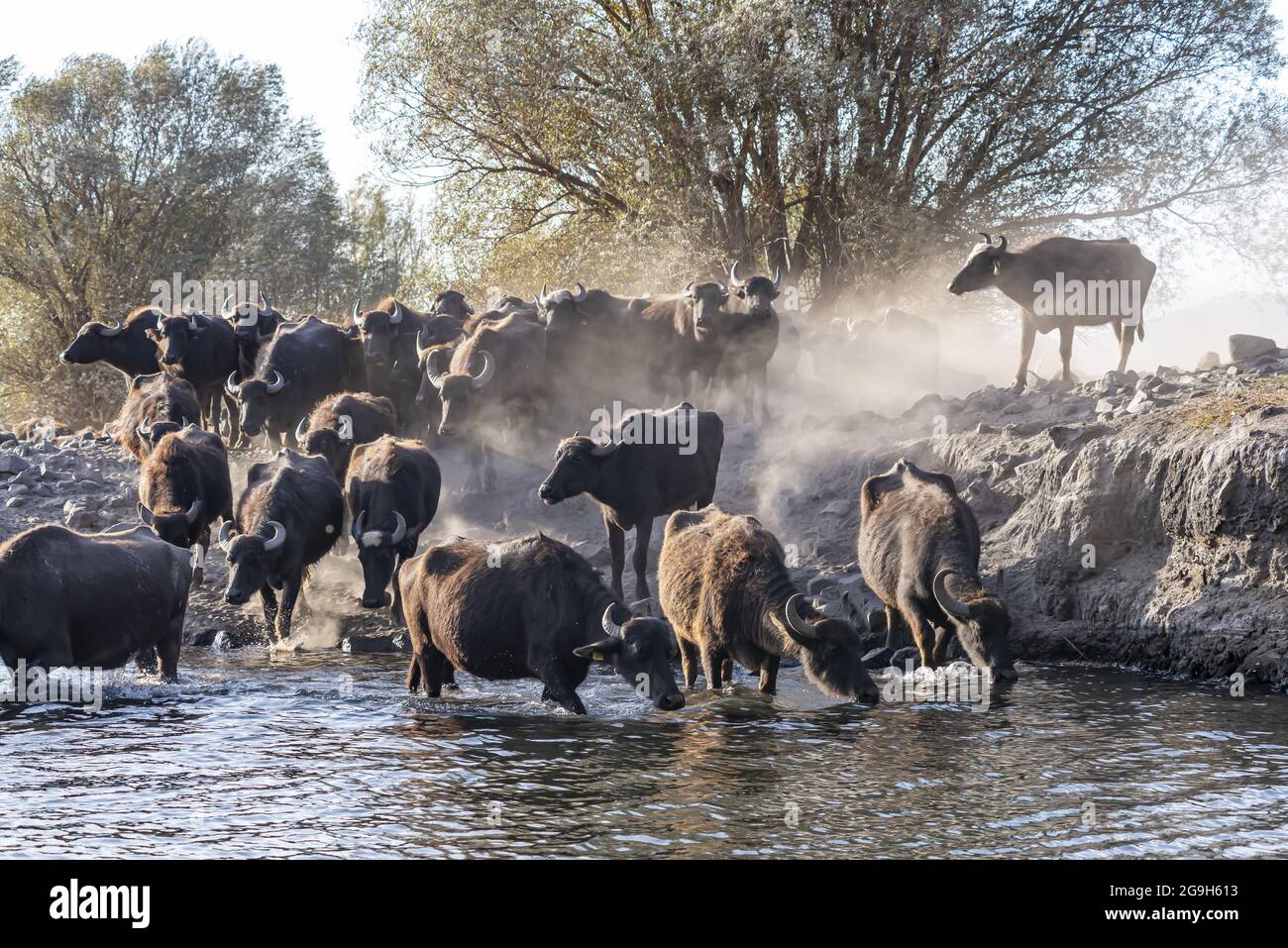 Muscular buffalo hi-res stock photography and images - Alamy