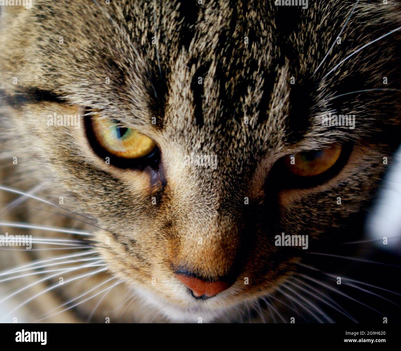 Moody face of domestic tabby cat Stock Photo - Alamy