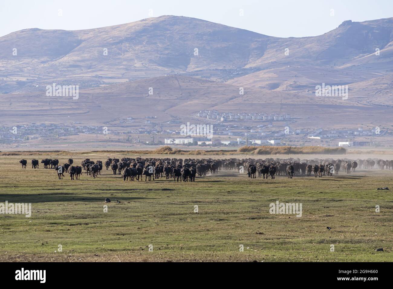 Muscular buffalo hi-res stock photography and images - Alamy