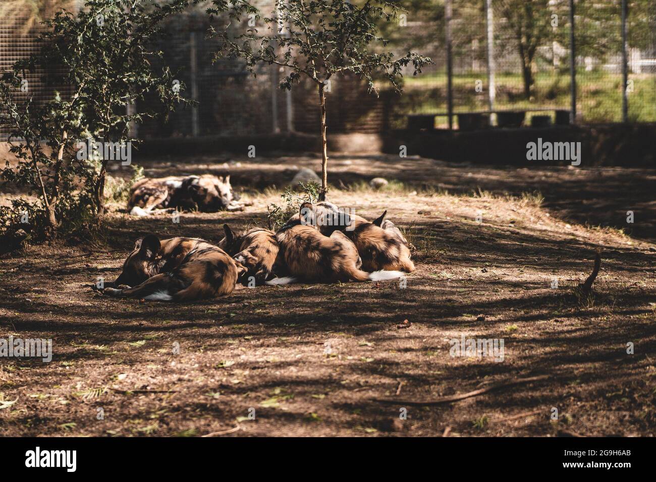 African Wild Dogs in Zoo Stock Photo - Alamy