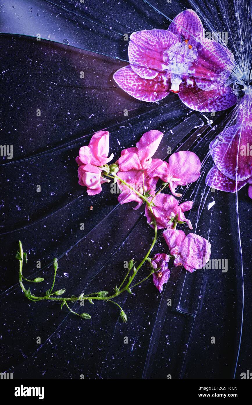 Flower petals under broken glass Stock Photo - Alamy