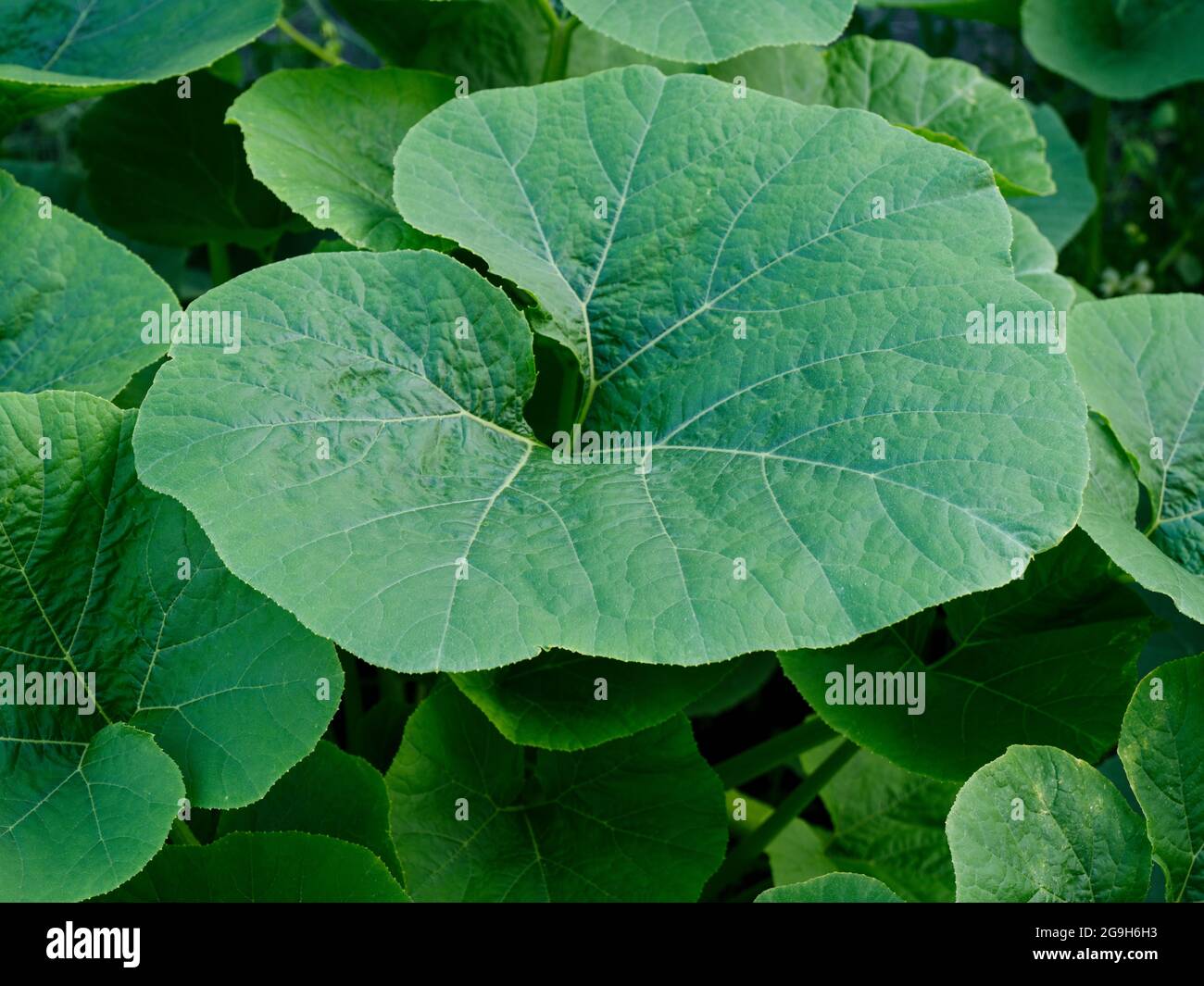 Green pumpkin leaves hi-res stock photography and images - Alamy