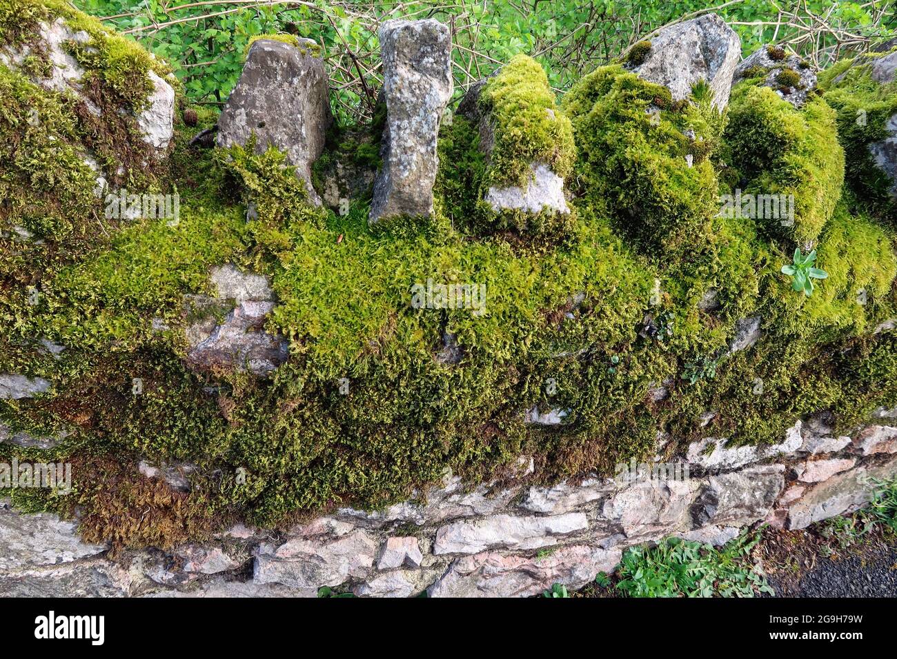 Mosses on stones hi-res stock photography and images - Alamy
