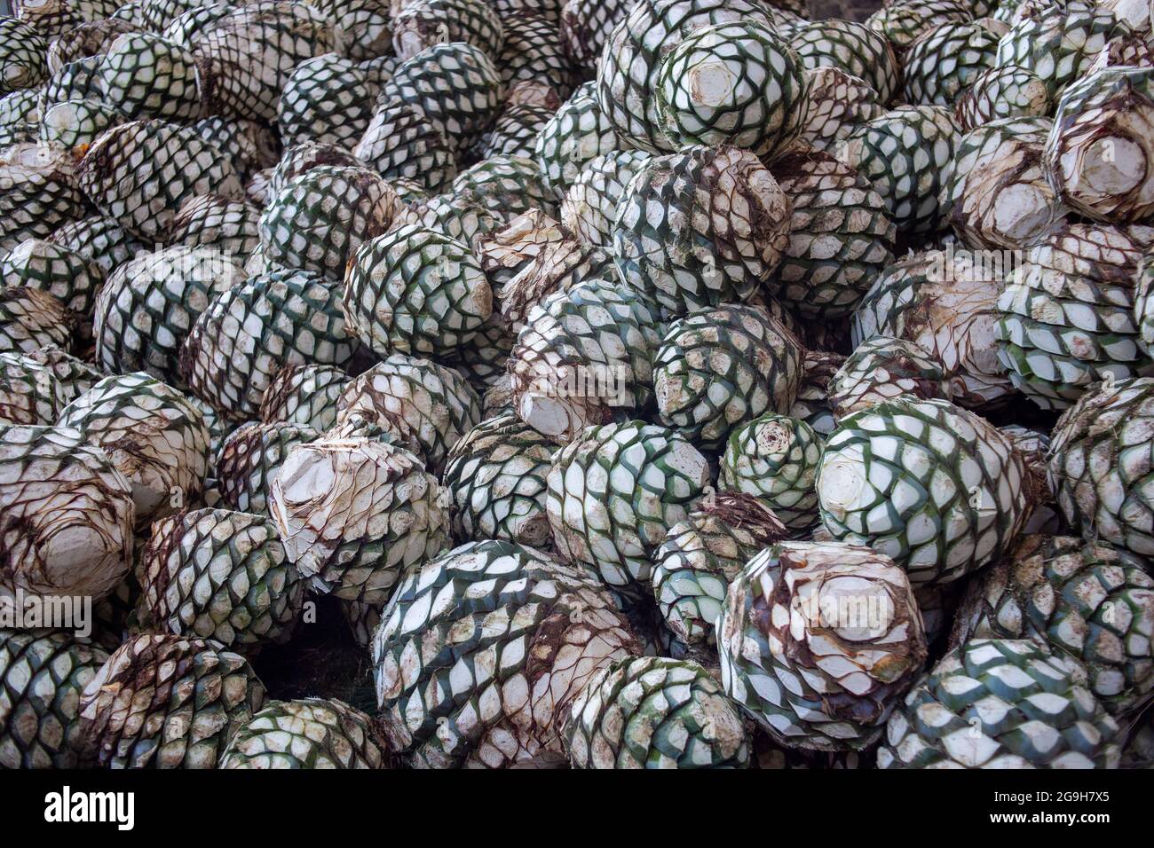 Pile of agave hi-res stock photography and images - Alamy