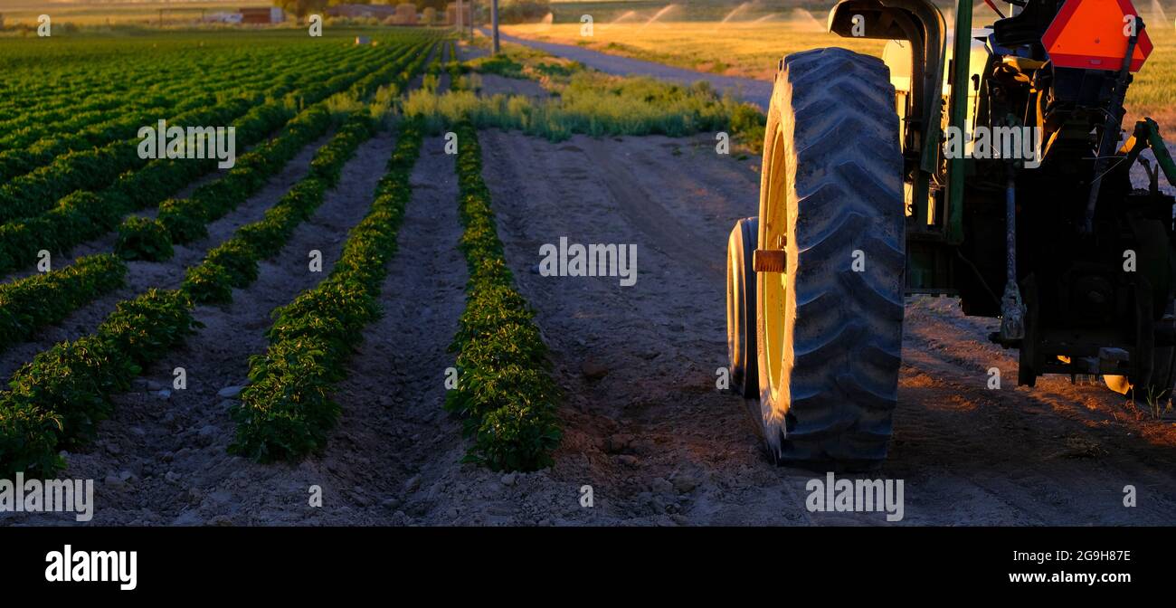 Old farm tractor in field with growing crops and late sunlight Stock ...