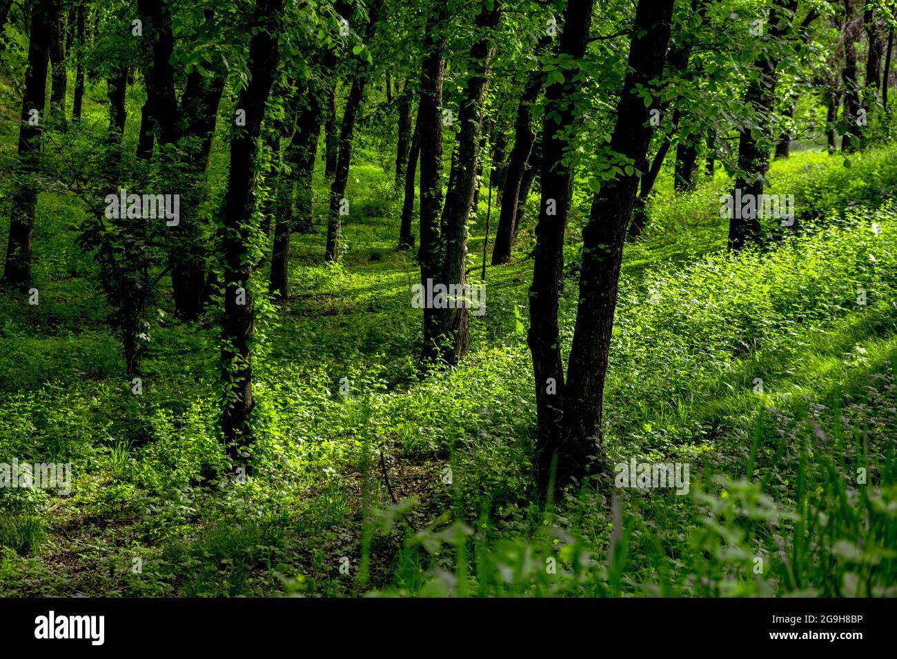 Green forest with grass and trees Stock Photo - Alamy