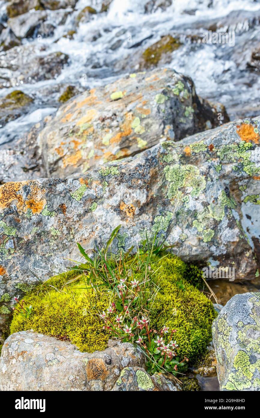 Arctic alpine lichen hi-res stock photography and images - Alamy