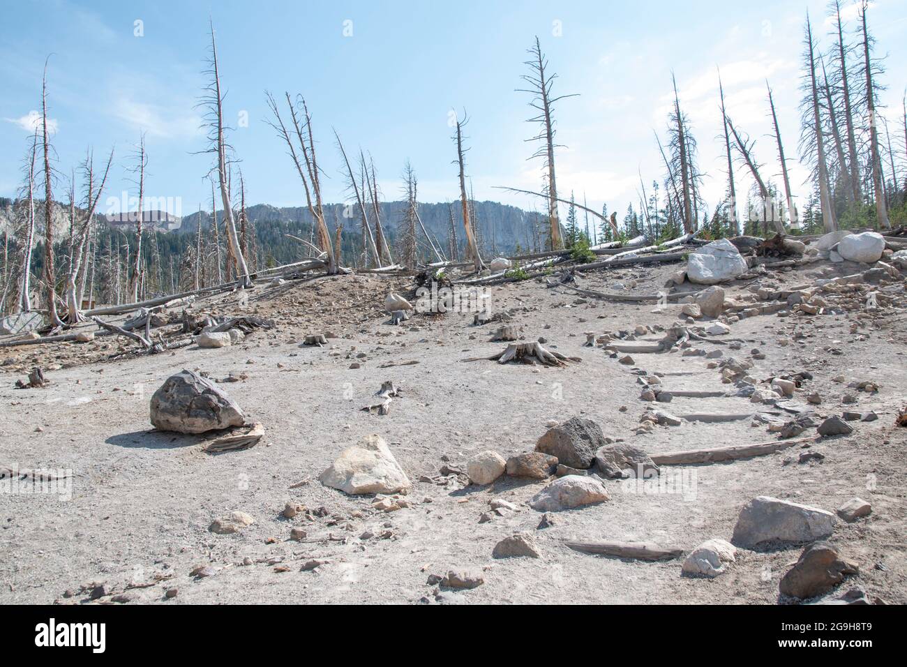 Suffocated roots hi-res stock photography and images - Alamy