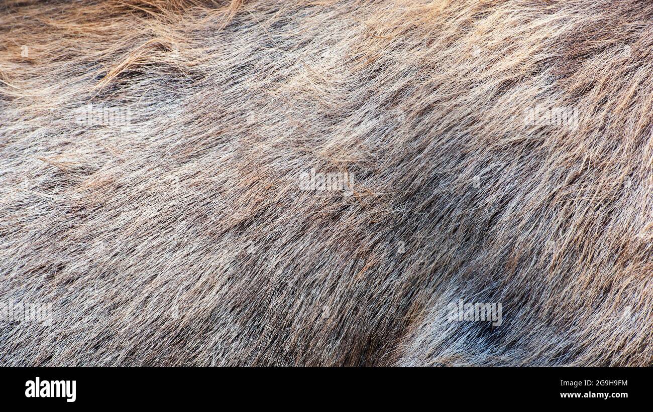 Deer Hide Texture