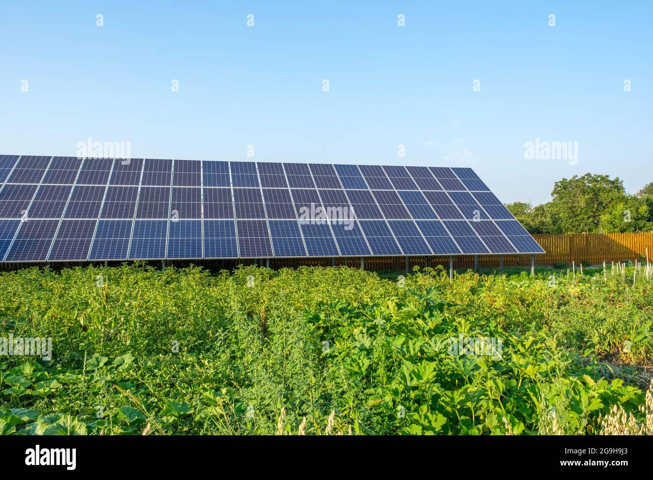 Solar panels on a solar farm under a blue sky in a backyard vegetable ...
