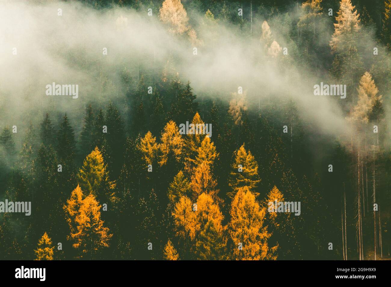 autumn nature background forest in fog Stock Photo - Alamy