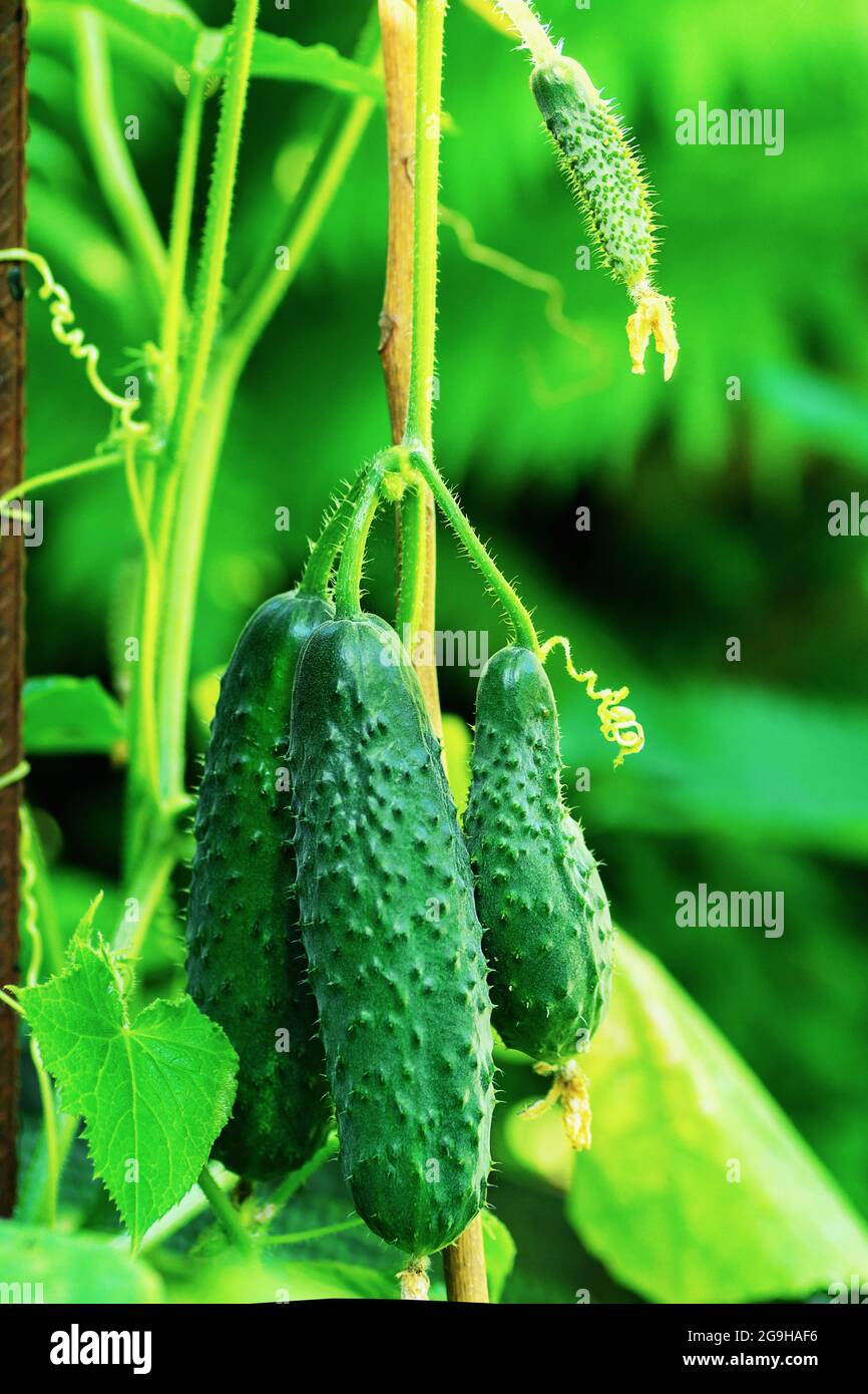 growth and blooming of cucumbers in garden. the Bush cucumbers on the ...