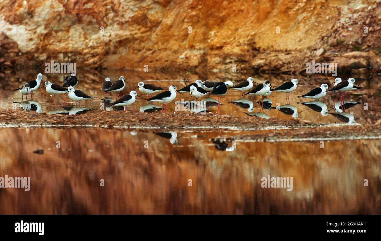 A flock of black-winged stilt relaxing on a lake during great migration ...