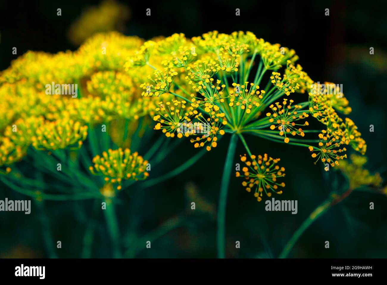Flowering dill seeds . Growing dill in the garden Stock Photo - Alamy