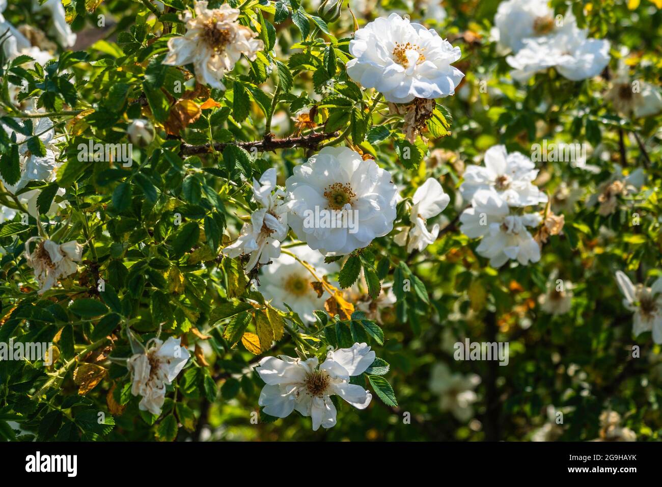 Beautiful Bush of White Roses in a Spring Garden Stock Photo - Alamy