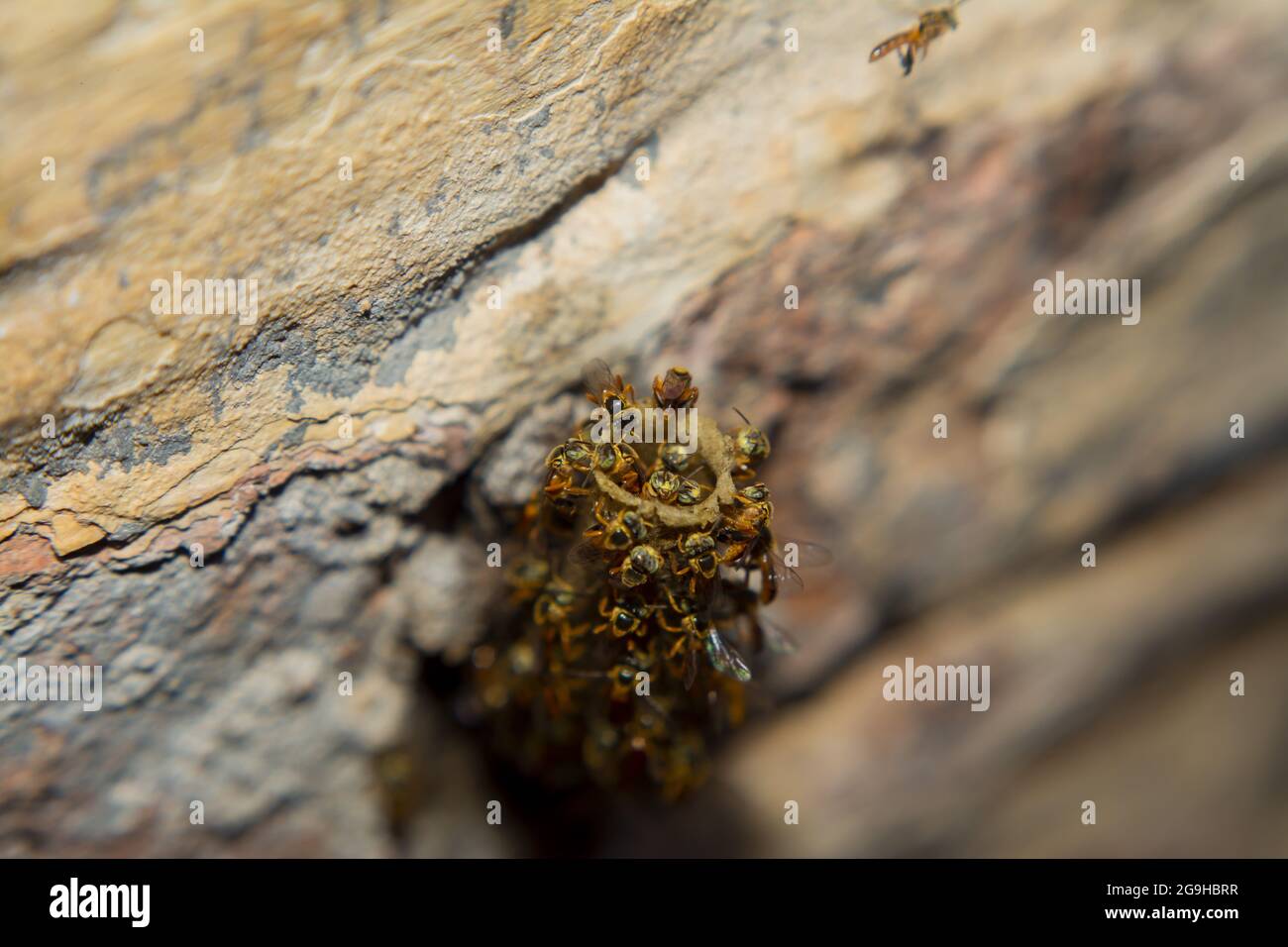 yatei bees insect hives Stock Photo - Alamy
