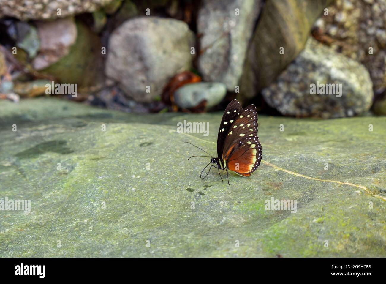 Black and Red Butterfly (Heliconius hecale) Resting on Rocks by the ...