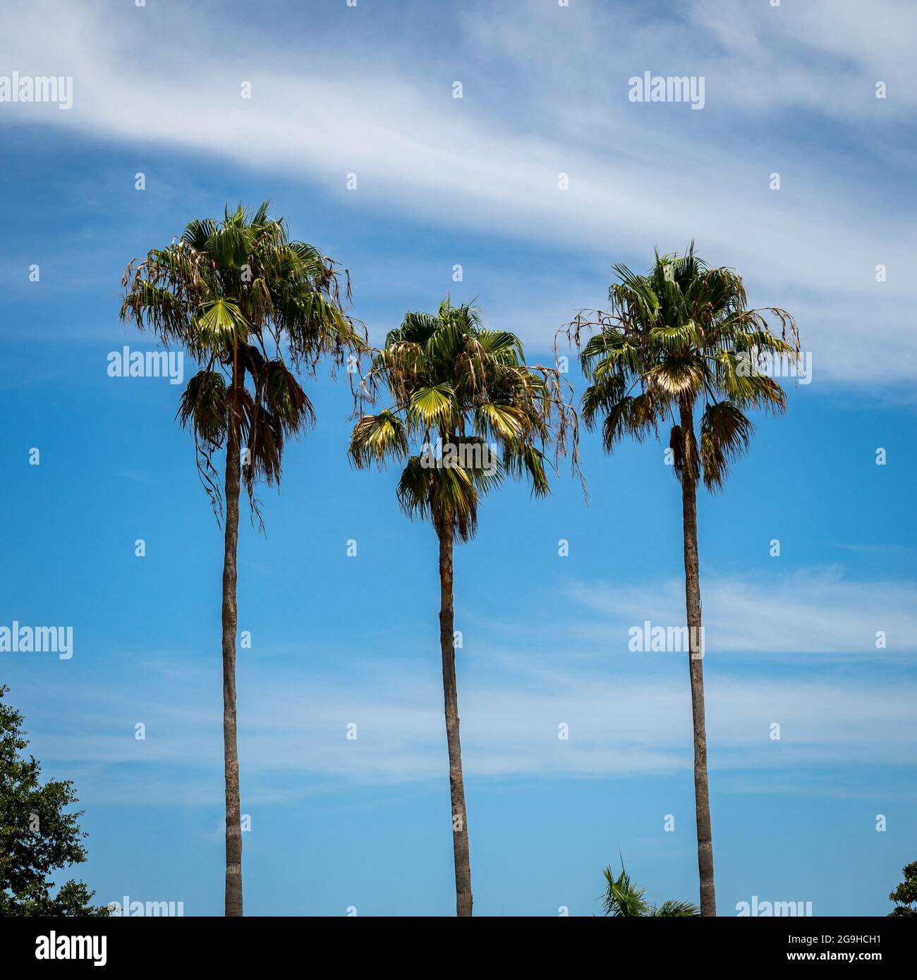 Three Palm Trees Stock Photo - Alamy