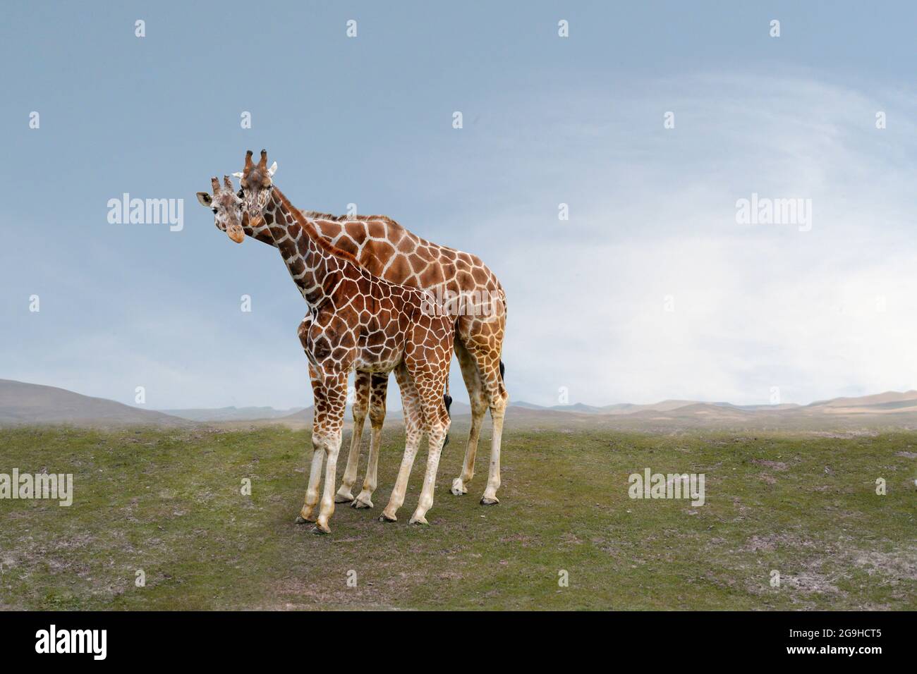 Kid and mother giraffe with necks intertwined, facing forward Stock ...