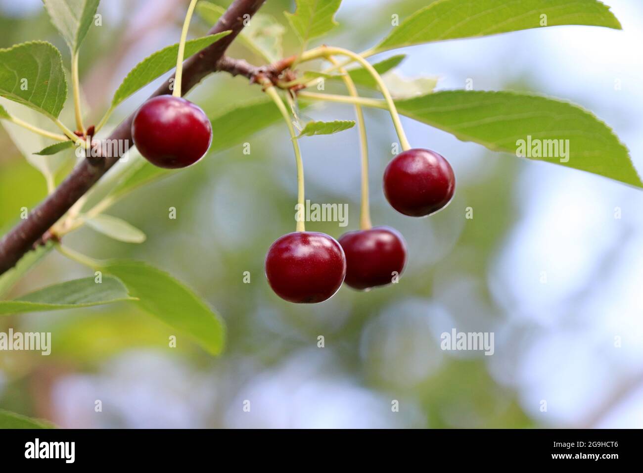 Ripe cherry berries on a tree branch close up. Red cherries in the ...