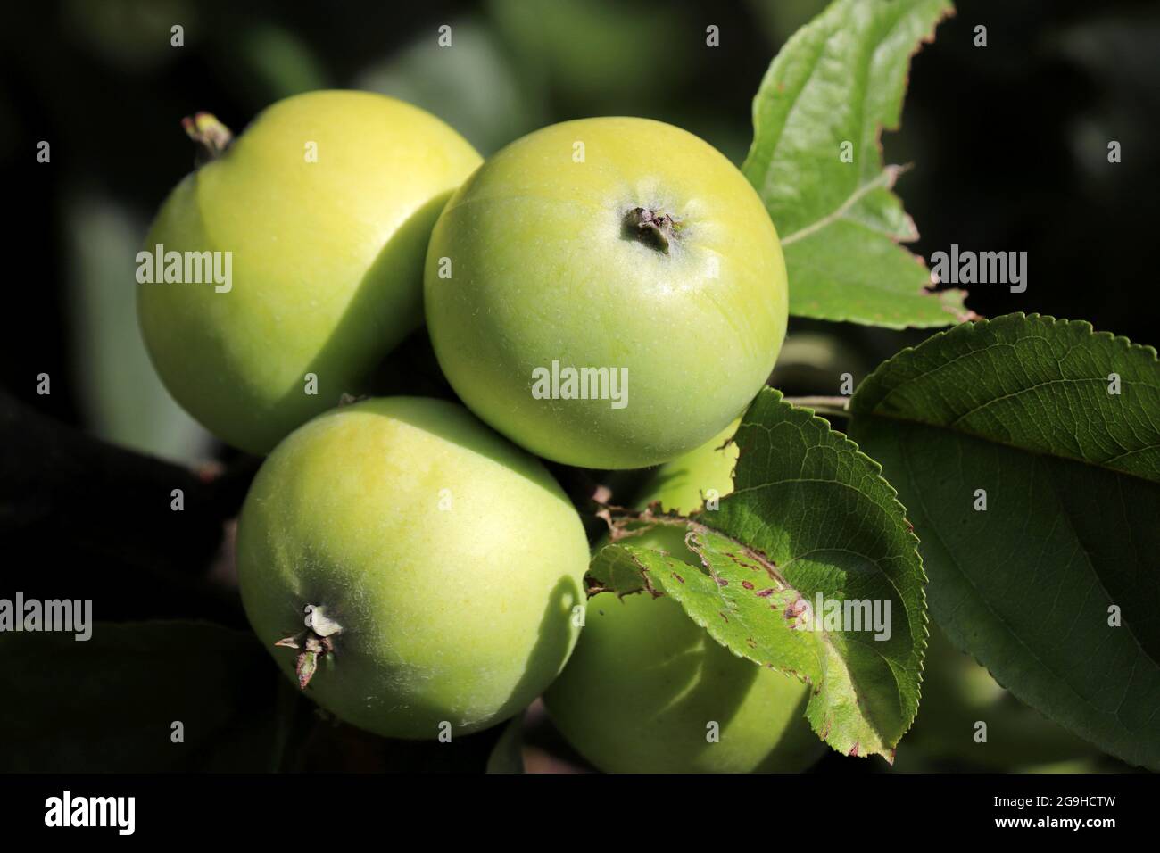 Summer green tree hi-res stock photography and images - Alamy