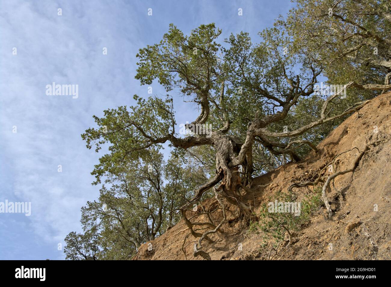typical tree of Mediterranean in Sicily a cork oak with the roots ...