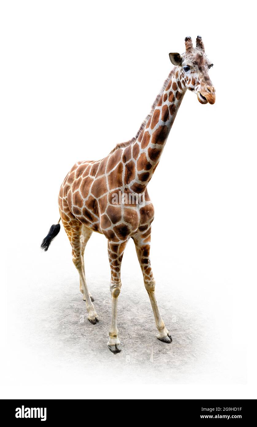 Giraffe standing, view from above, isolated on white background Stock ...