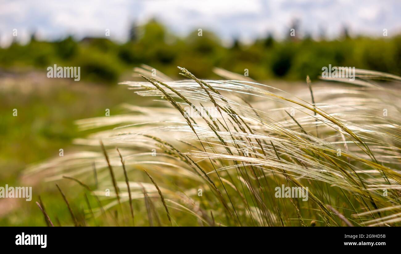 Banner of flowering grass with seeds in summer, pollen allergy ...