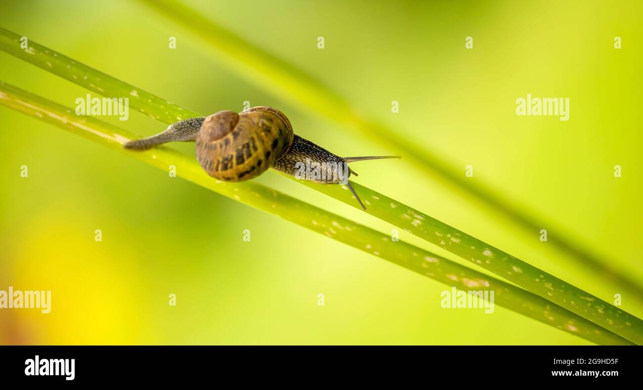 Banner of a snail in the green nature with copy space. Slow web, speed ...