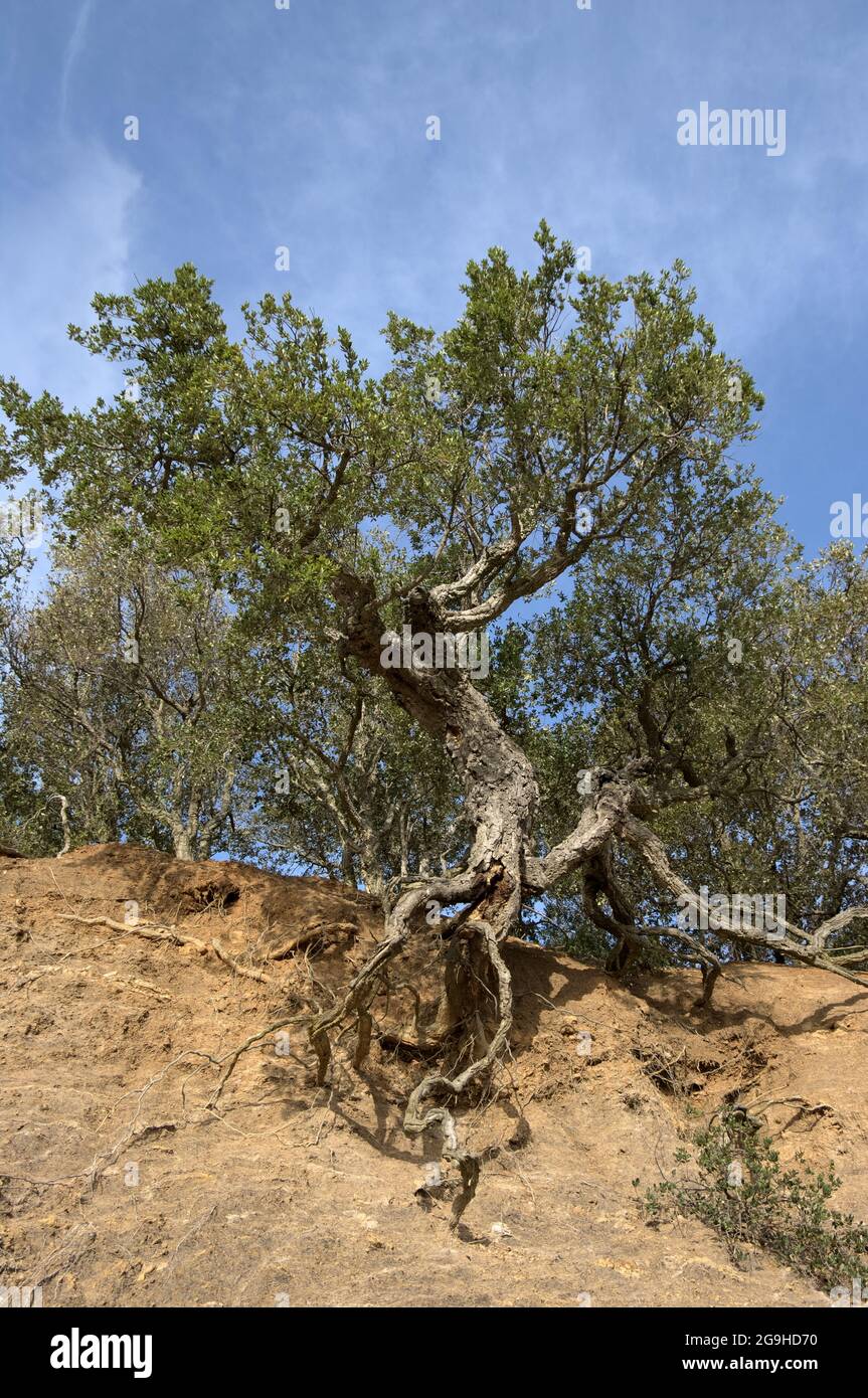 typical tree of Mediterranean in Sicily a cork oak with the roots ...
