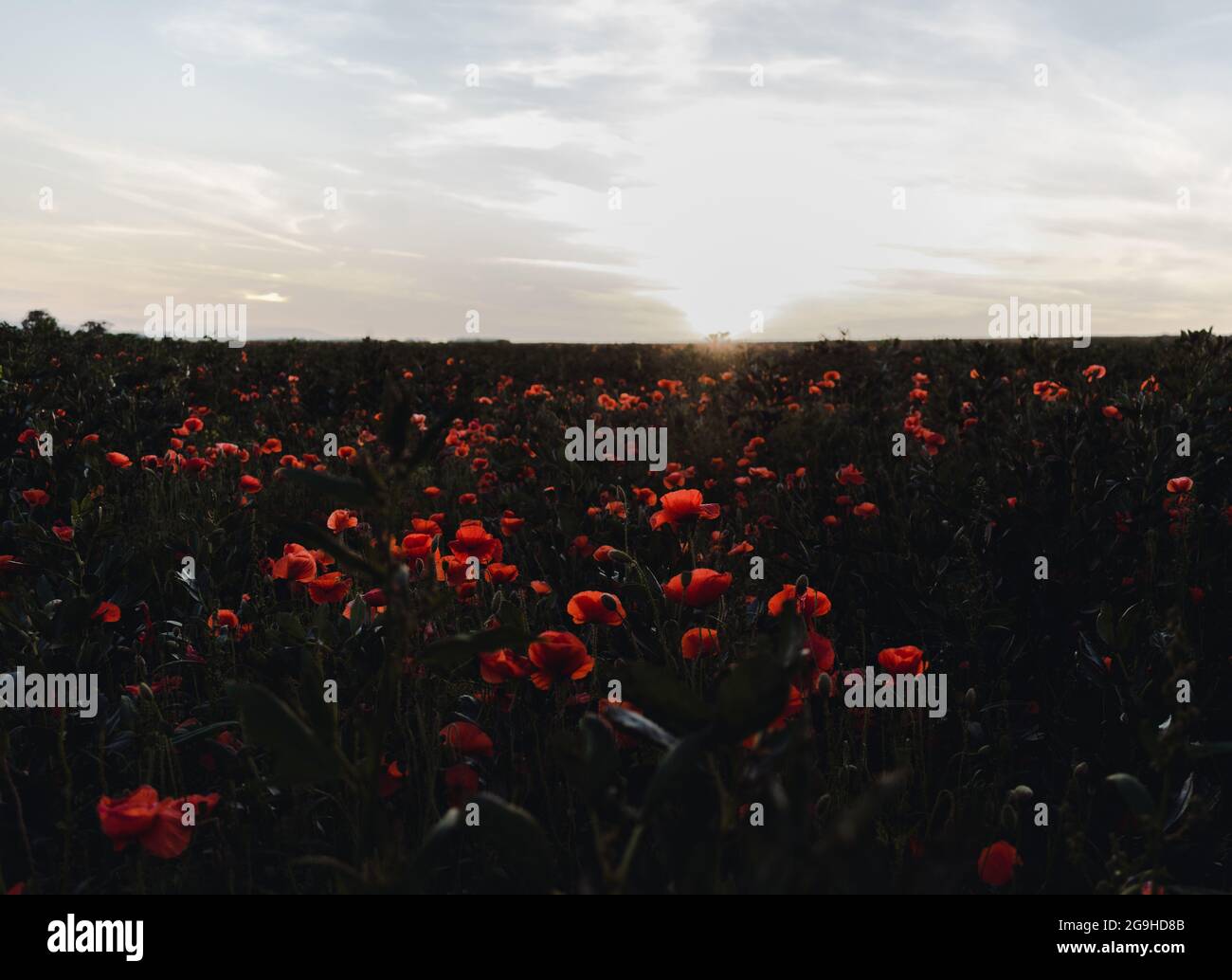 Red poppy field sunset hi-res stock photography and images - Alamy