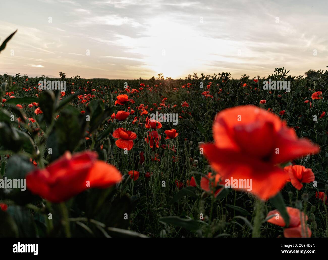 Red poppy field sunset hi-res stock photography and images - Alamy