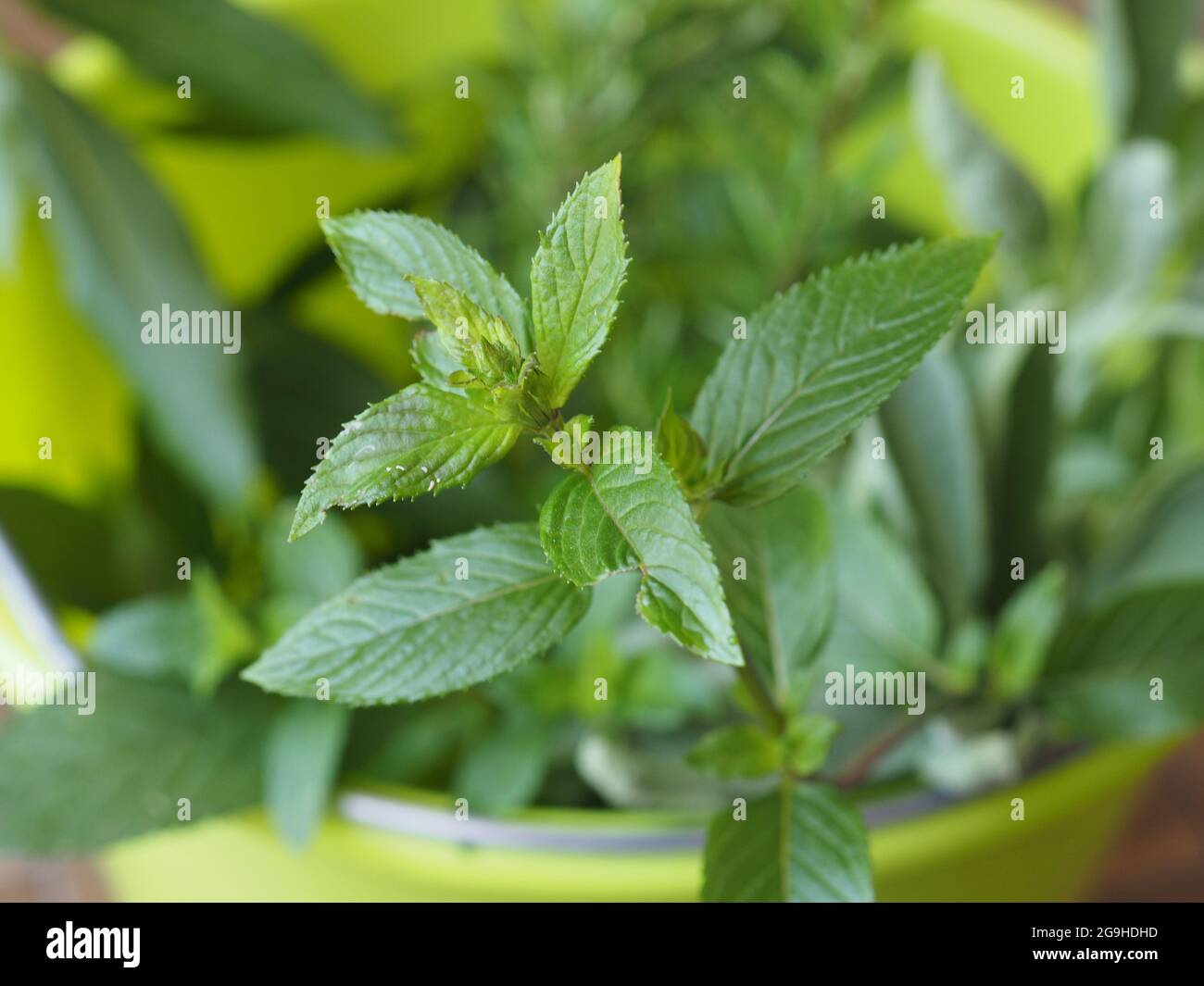 peppermint (scientific name Mentha x piperita) plant Stock Photo - Alamy
