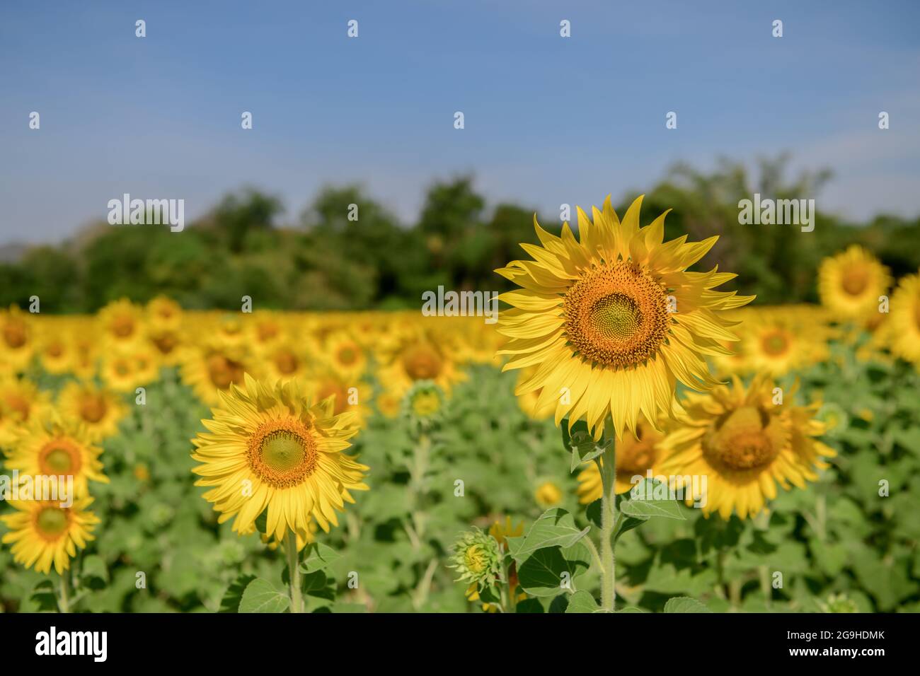 Beautiful big sunflower in sunflower field on summer with blue sky at ...