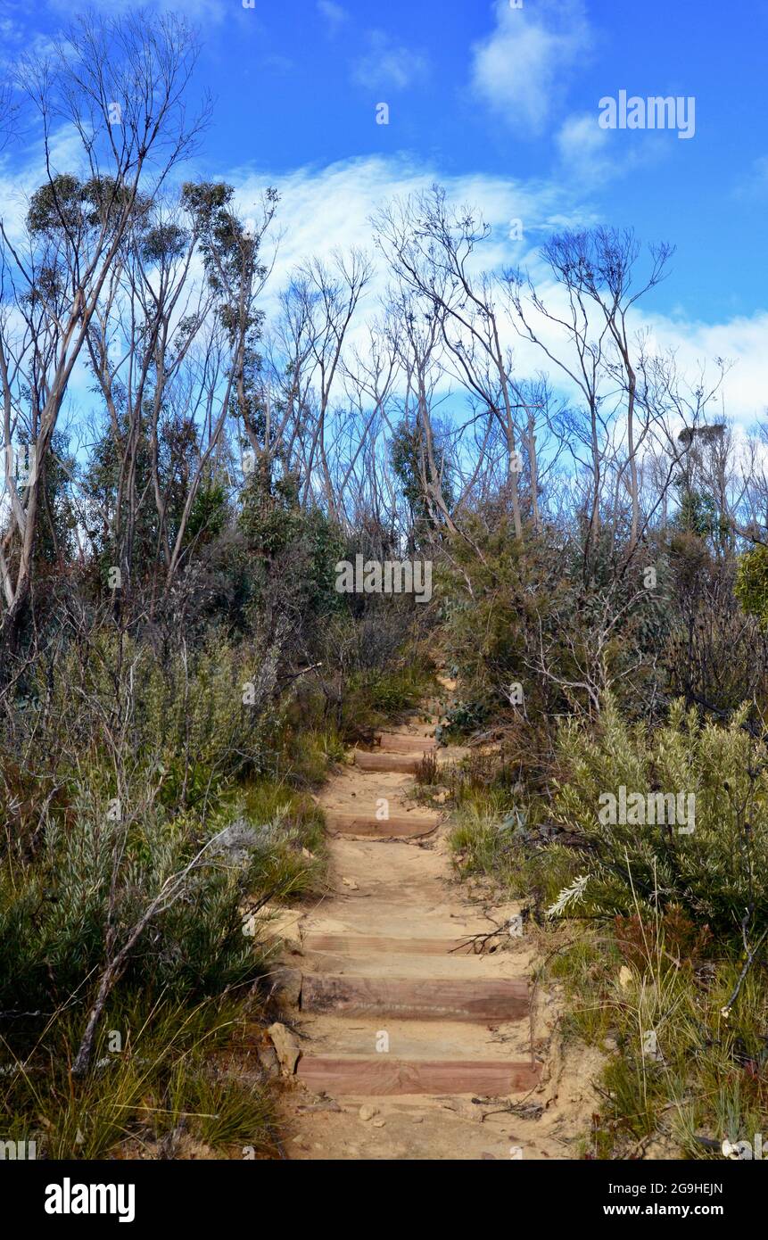 A view of a section of the walking track near Lockleys Pylon Stock ...