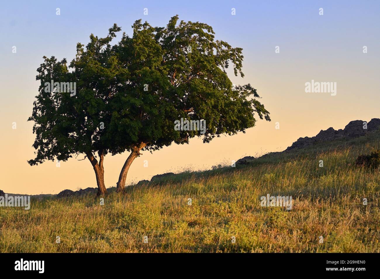 Oak tree and green mountains in countryside hi-res stock photography ...