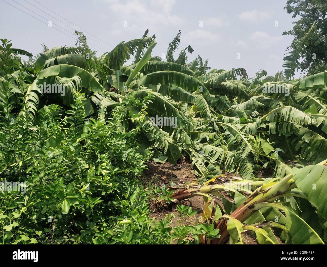 Heavy rain and wind destroyed the banana plantations and many trees ...