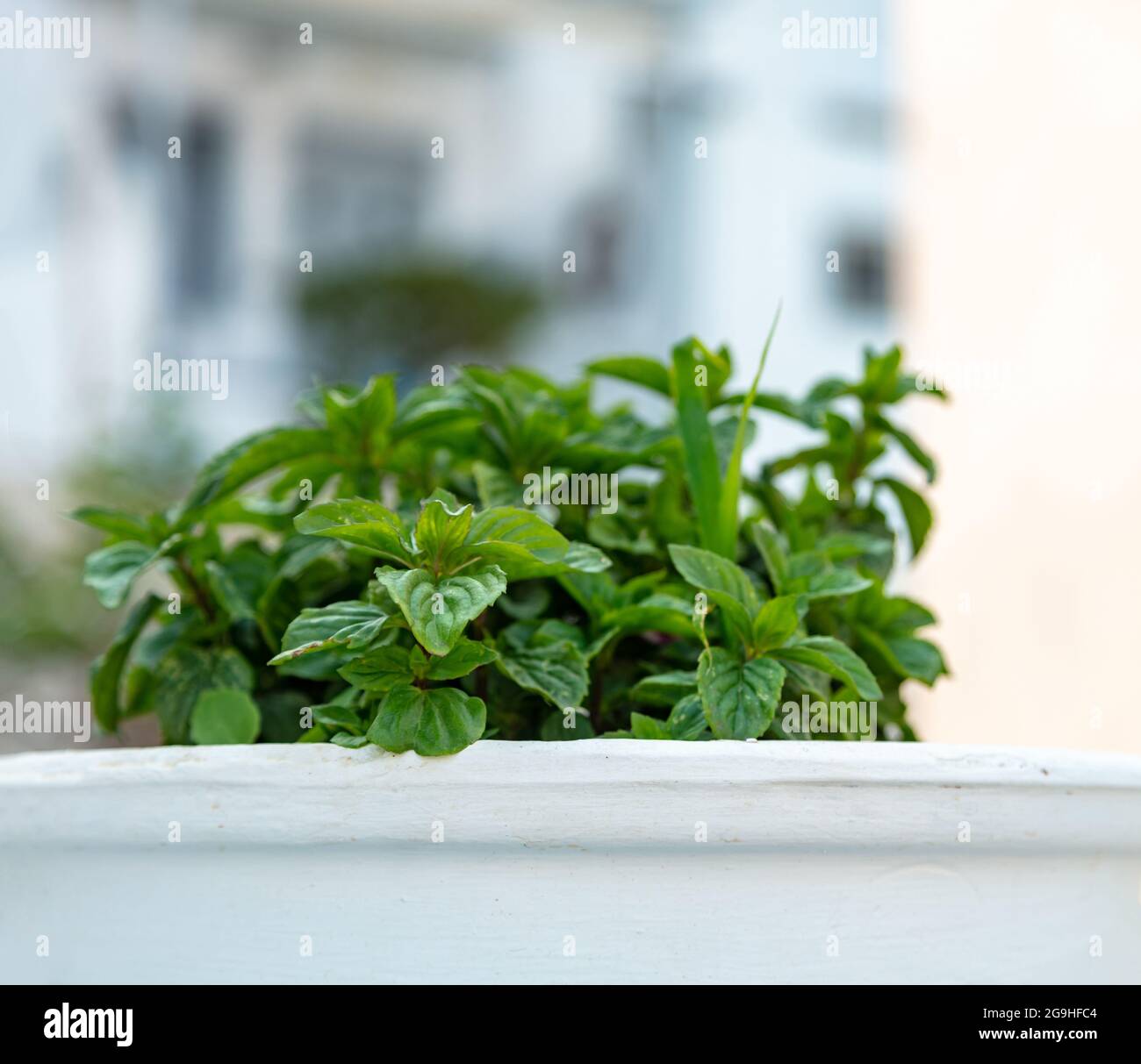 Fresh basil broadleaf green aromatic plant ocimum basilicum emerges ...