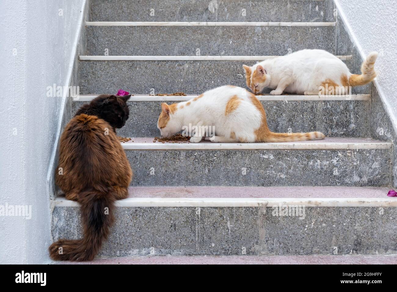 Kittens break time concept. Three domestic Aegean cats eat on marble ...