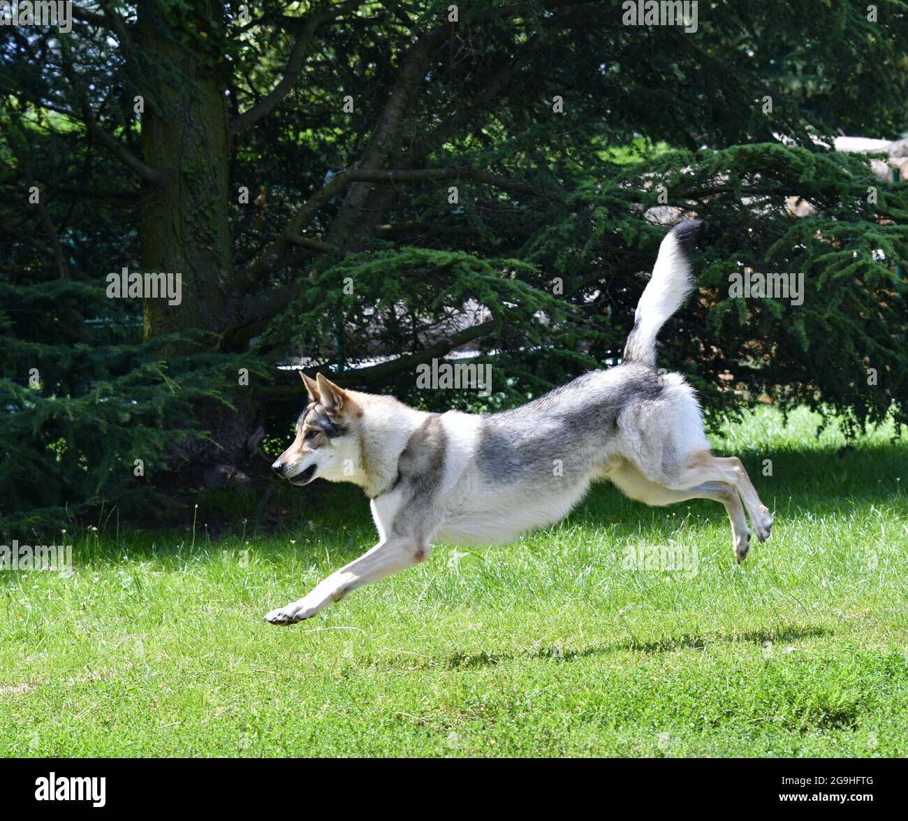 Impressive Czechoslovak Wolf dog jumping in the wild Stock Photo - Alamy