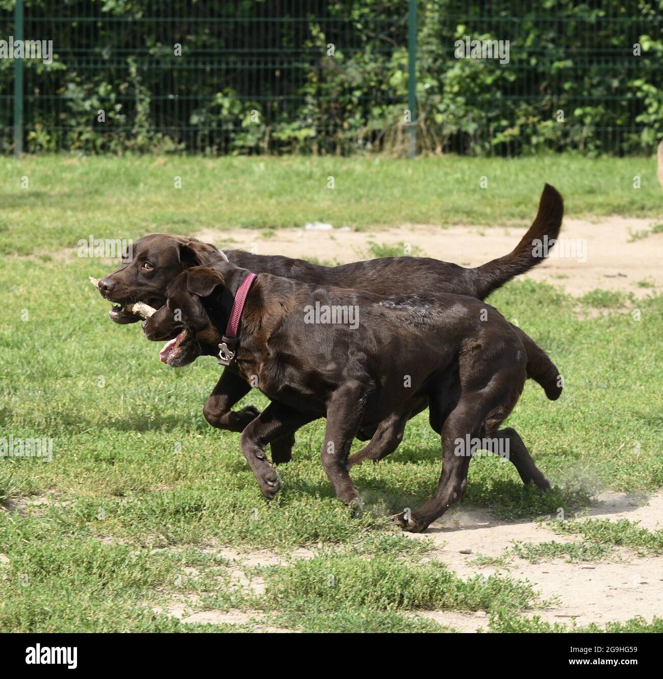 2 brown playing dogs Stock Photo - Alamy
