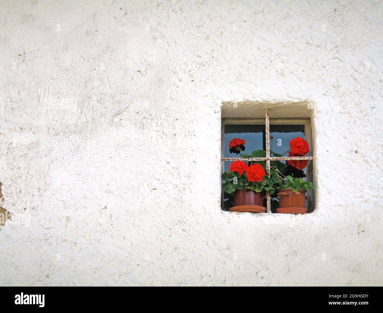 Little window with two red pot plants in rustic white wall. High ...