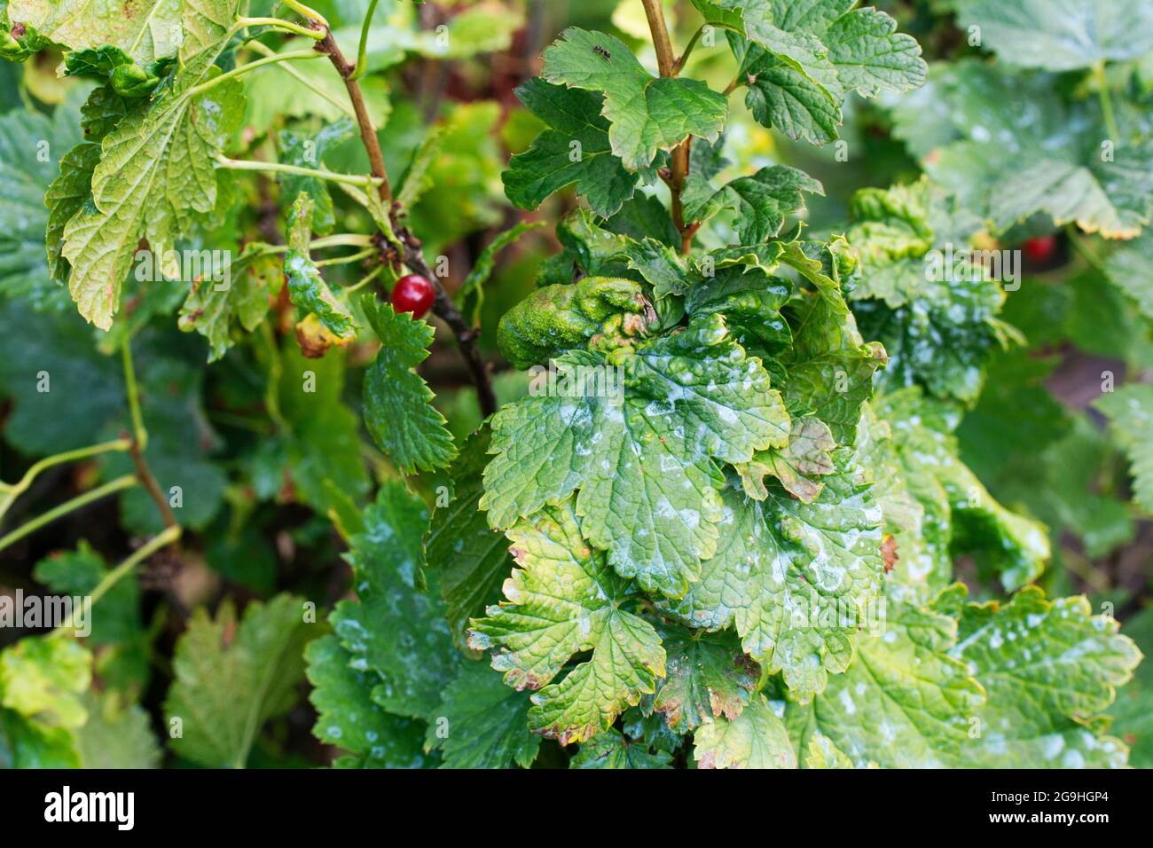 Red currant leaves hi-res stock photography and images - Alamy
