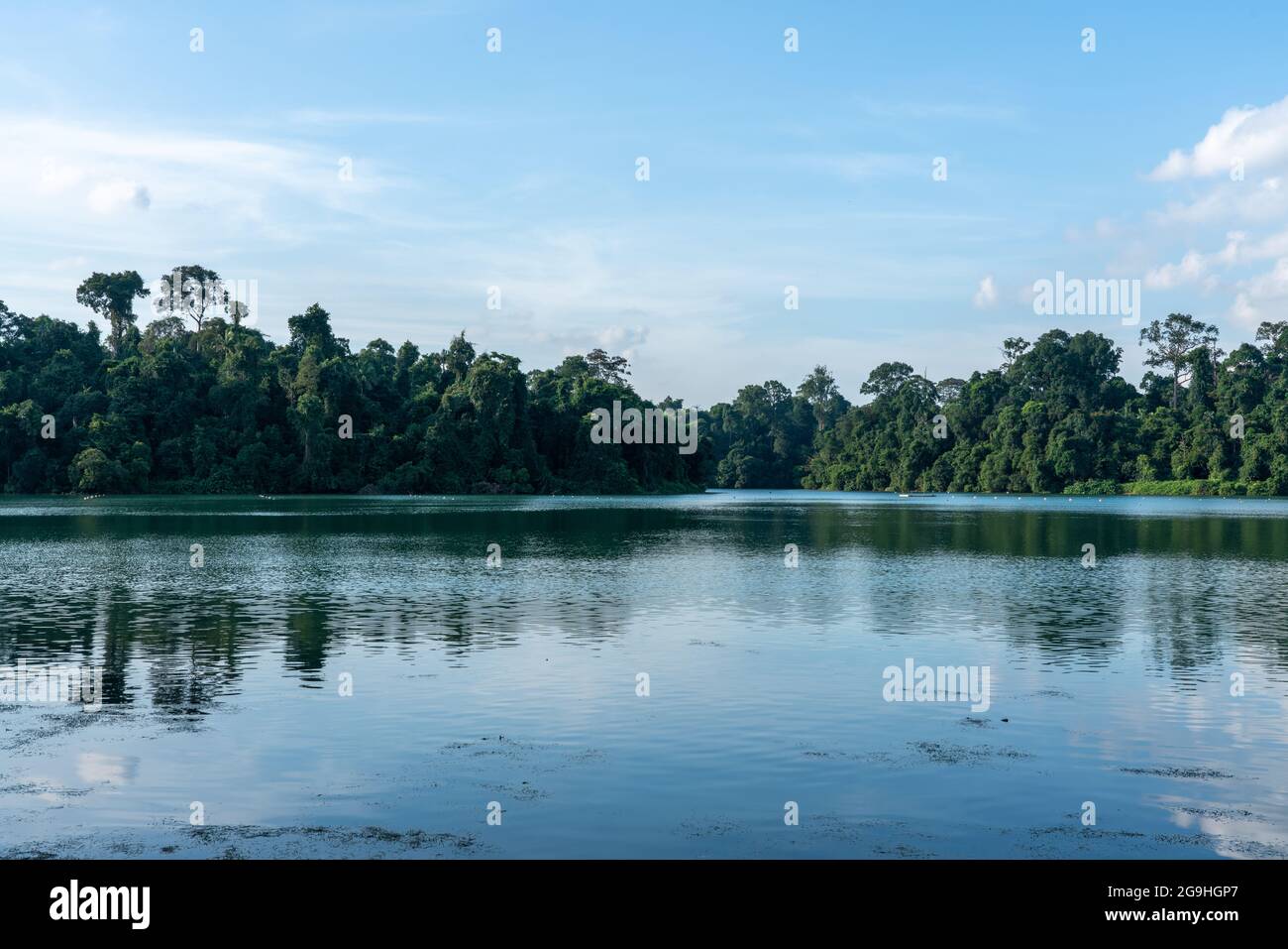 Lake and forest against blue sky at MacRitchie Reservoir, Singapore ...