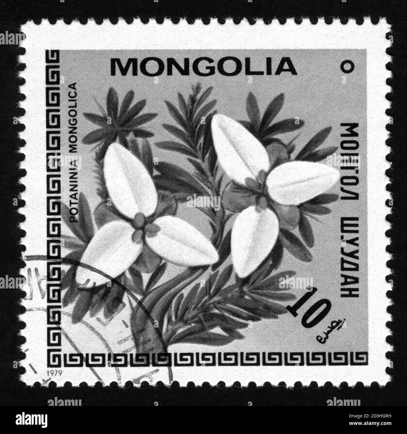 Mongolia flowers hi-res stock photography and images - Alamy