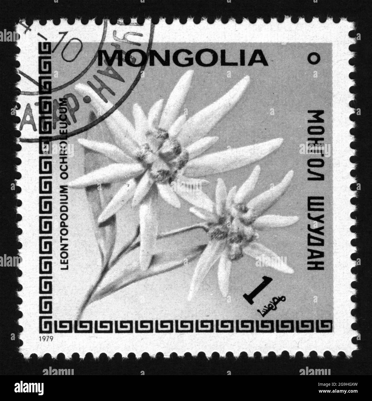 Mongolia flowers hi-res stock photography and images - Alamy