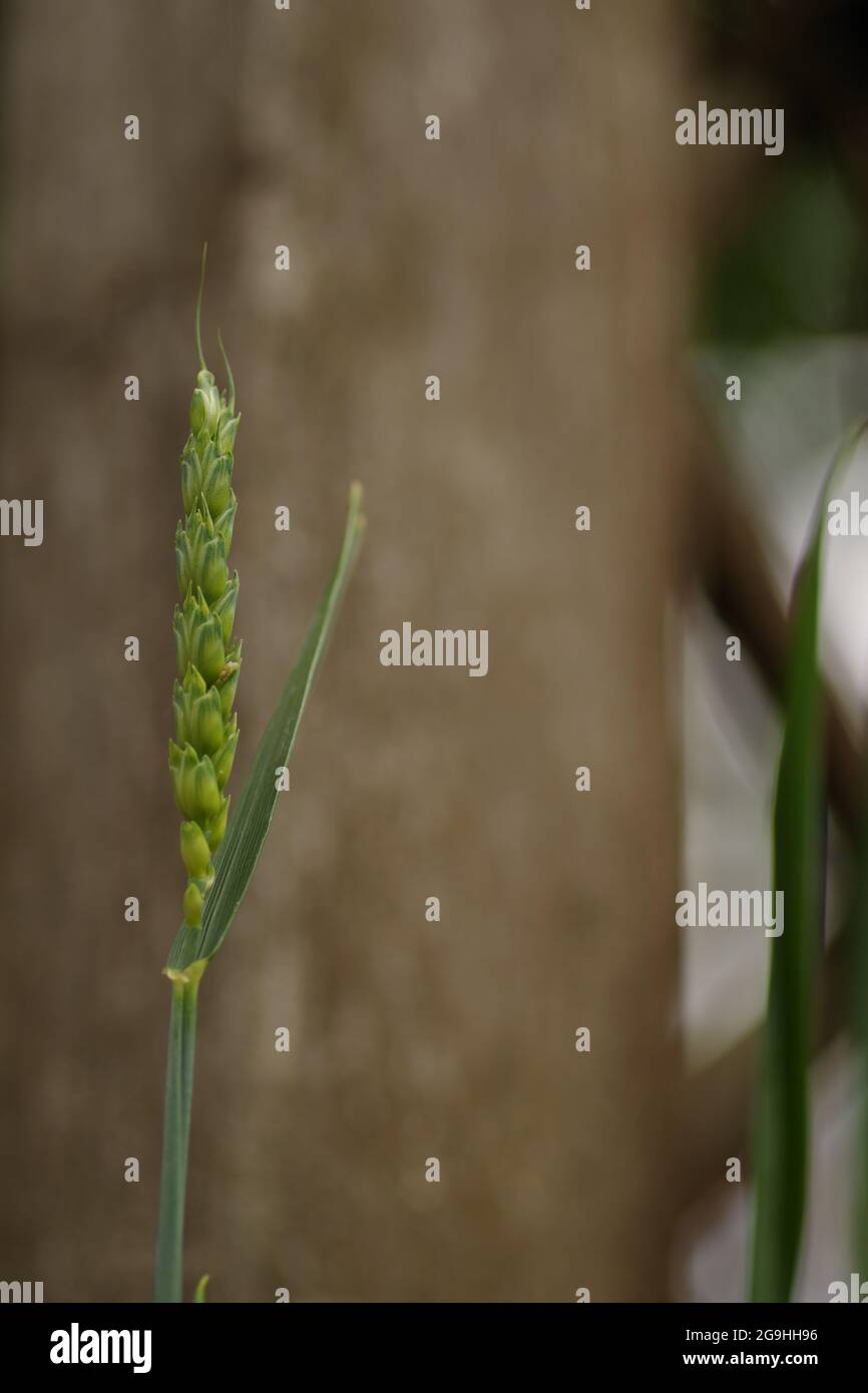 close-up of a single wheat stalk Stock Photo - Alamy