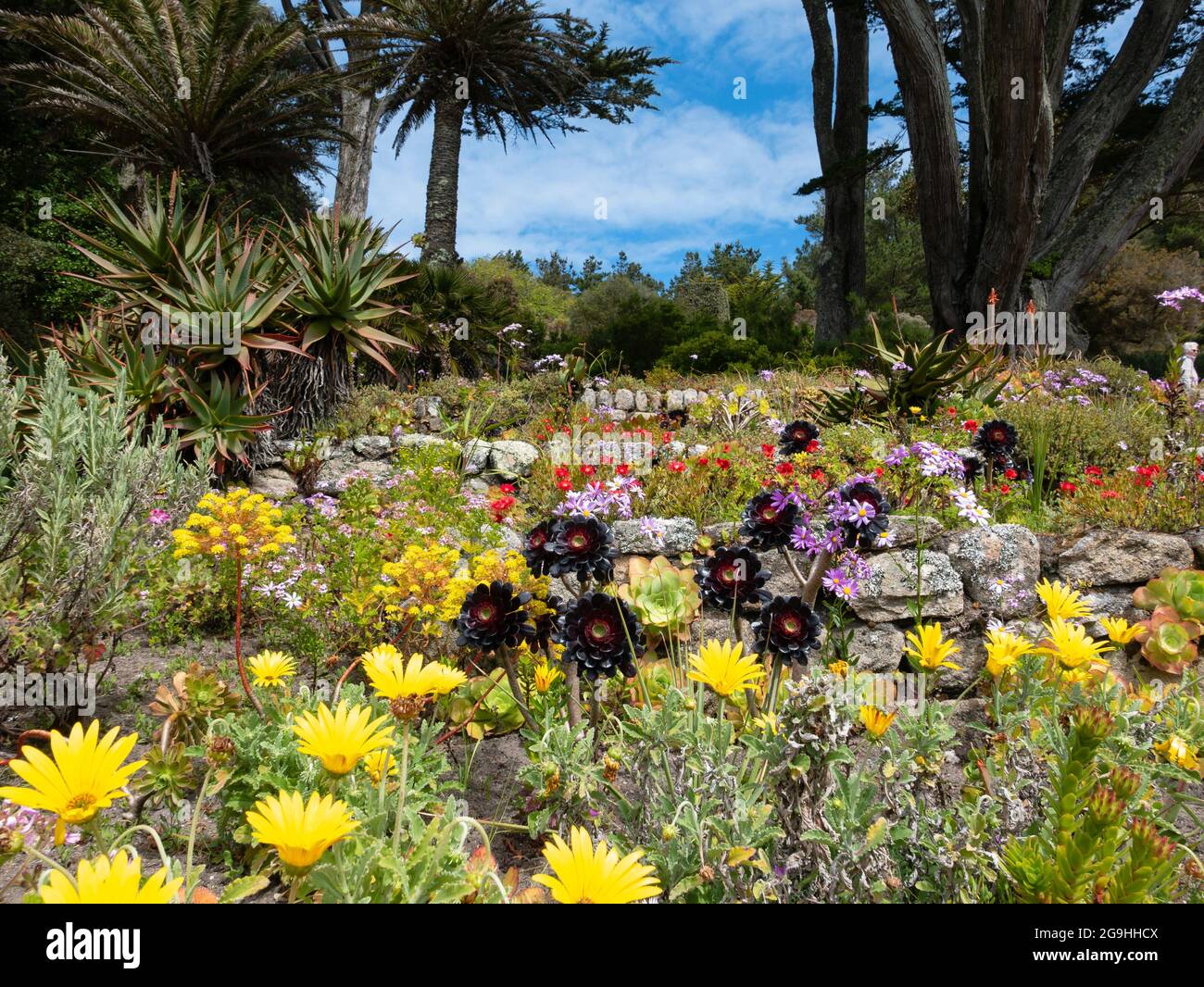 Tresco Abbey Gardens, Tresco, Isles of Scilly, Cornwall, England, UK ...