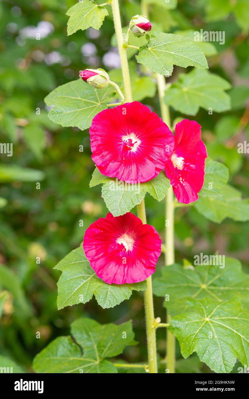 Flowers and foliage of hollyhocks, Alcea rosea, growing in a suburban ...