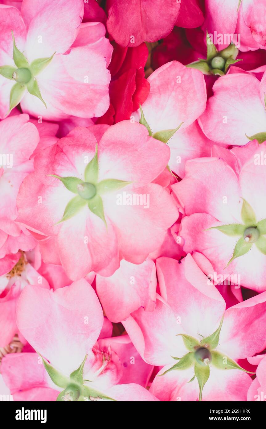 Hungarian roses hi-res stock photography and images - Alamy